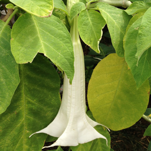 Angel's Trumpets | Project Noah