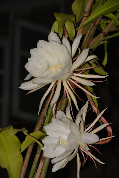 Broad-leaved Epiphyllum | Project Noah