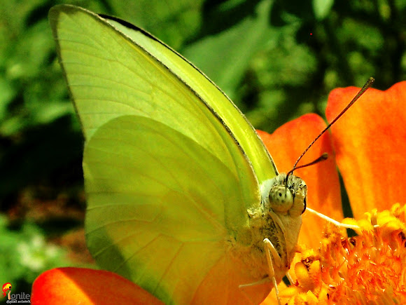 Common Emigrant | Project Noah