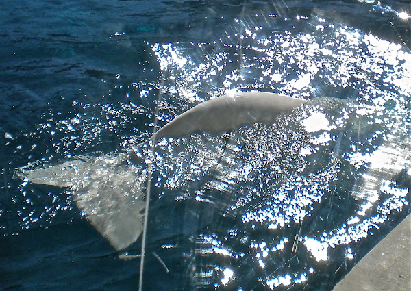 Beluga | Project Noah