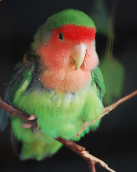Rosy-faced lovebird | Project Noah