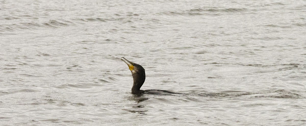 Great Cormorant | Project Noah