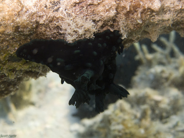 Crested Nembrotha | Project Noah