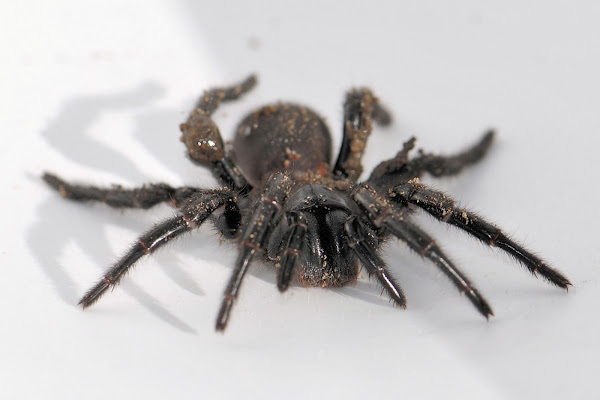 Blue Mountains Funnel Web Spider | Project Noah
