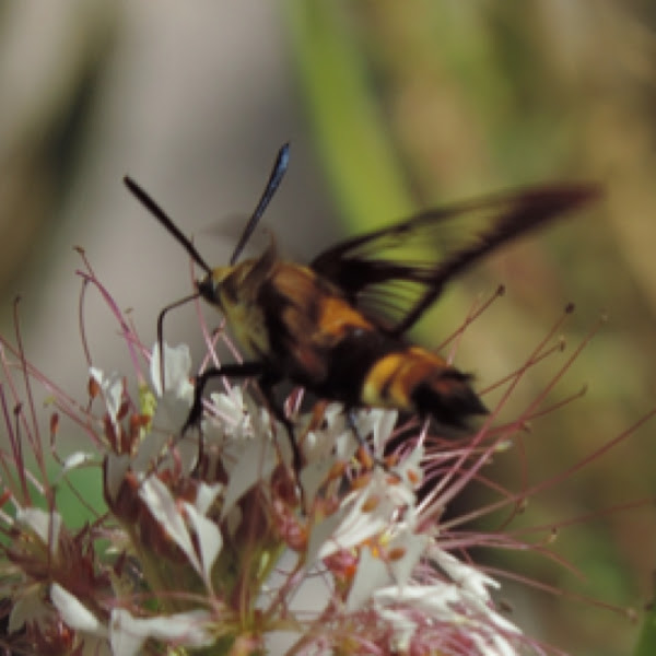 Snowberry Clearwing | Project Noah