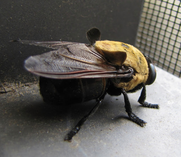 Squirrel bot fly | Project Noah