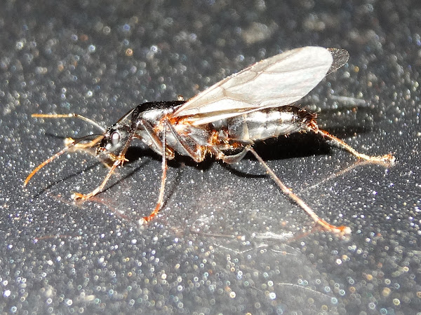 Silver ant | Project Noah