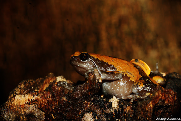 Triangular Spotted Frog | Project Noah