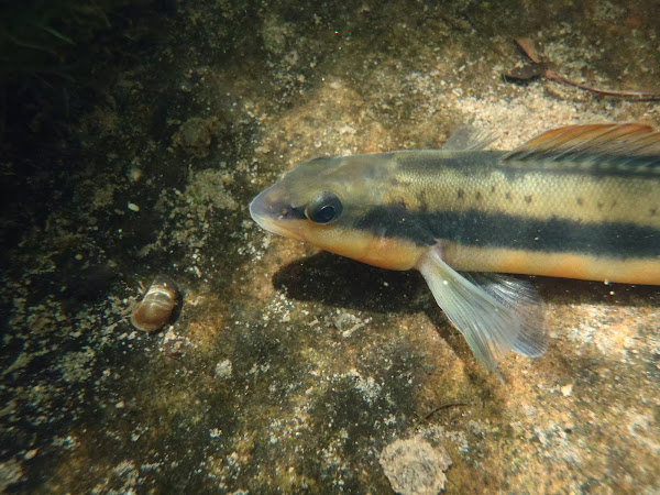 Tangerine Darter | Project Noah