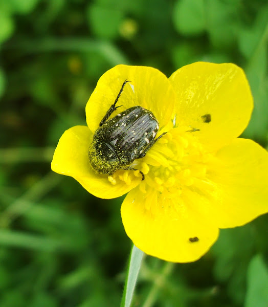 Phytophagous Beetle | Project Noah