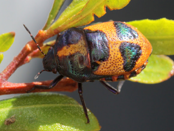 Jewel Bug | Project Noah