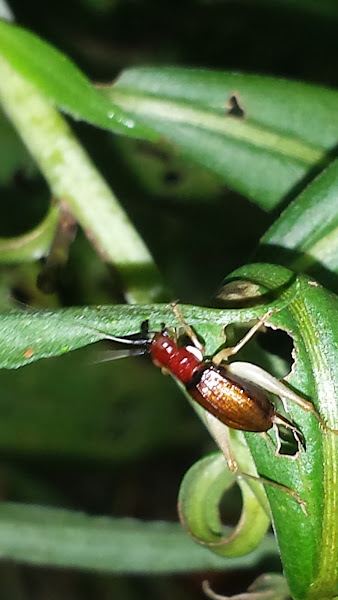 Red-headed Bush Cricket | Project Noah