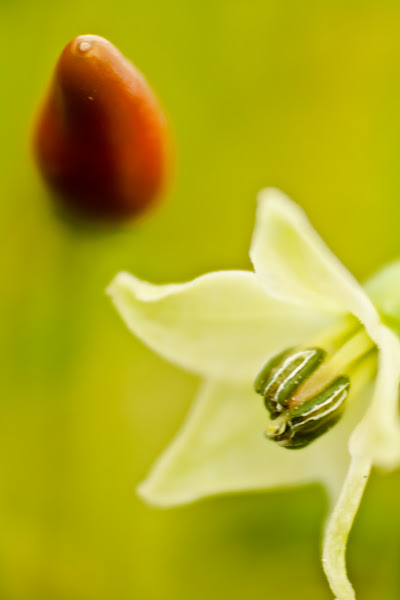 Siling-labuyo (fruit and flower) | Project Noah