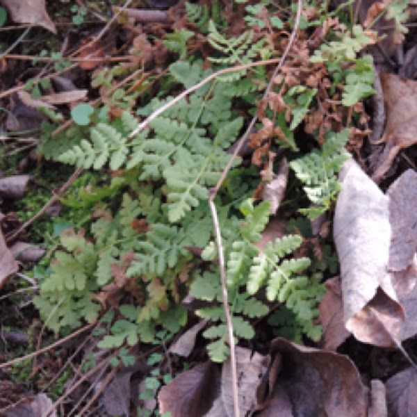 Blunt lobed Cliff Fern | Project Noah