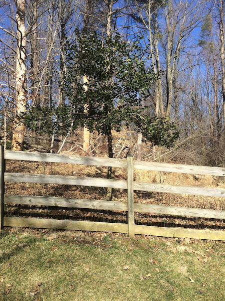 holly | Project Noah