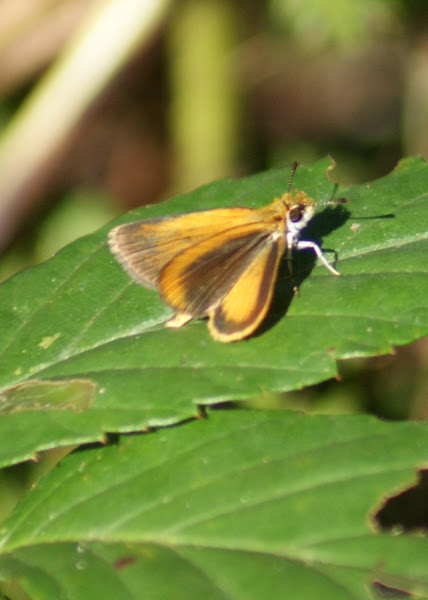 Least Skipper | Project Noah