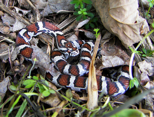 Eastern Milk Snake | Project Noah
