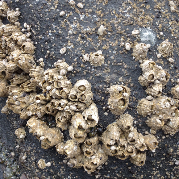 Thatched barnacle | Project Noah