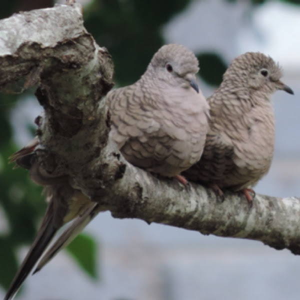Inca Dove pair | Project Noah