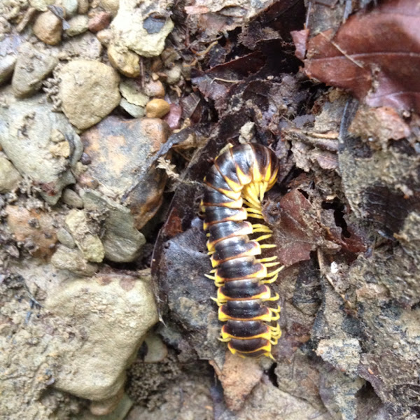 Yellow spotted millipede | Project Noah