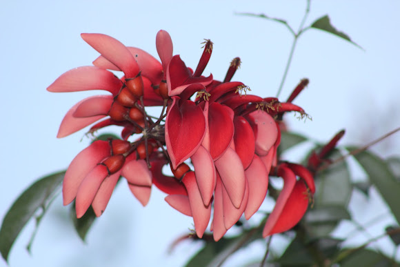 Ceibo Flower Uruguay | Best Flower Site