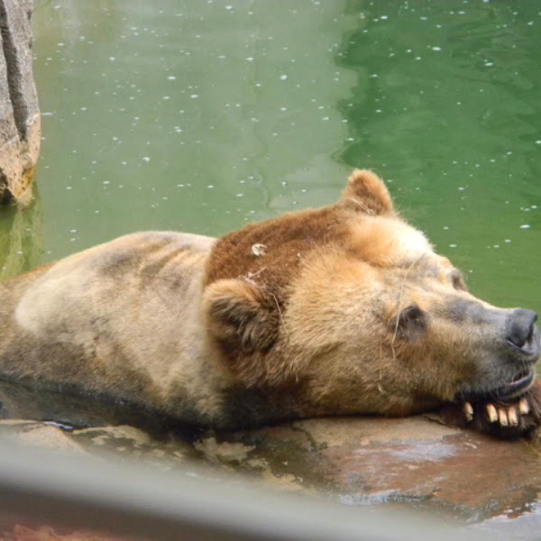 Grizzly bear | Project Noah