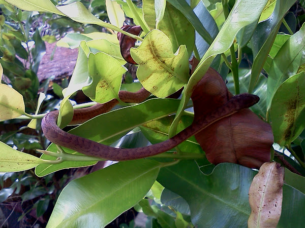 Puerto Rican boa | Project Noah