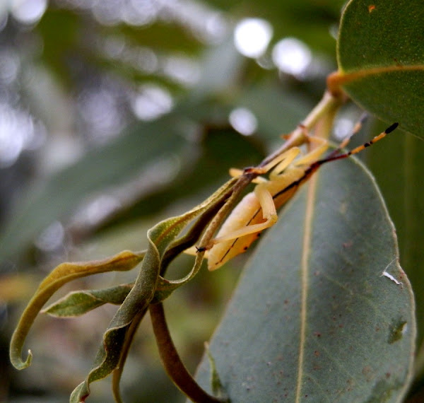 Eucalyptus tip-wilter bug nymph | Project Noah