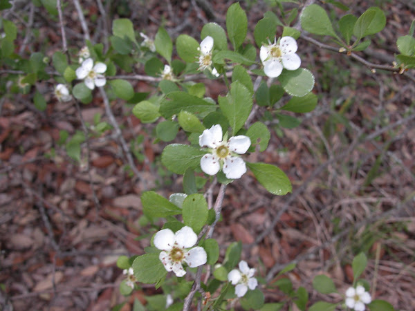 Strongbark | Project Noah