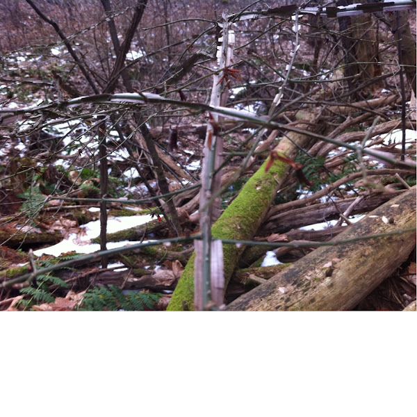 Winged euonymus | Project Noah