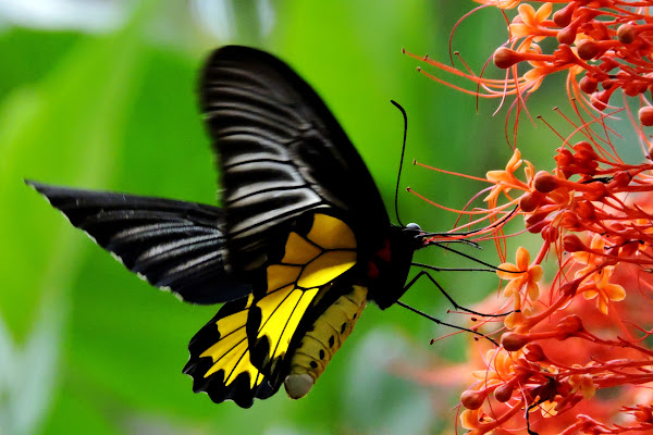 The Southern Birdwing (male) | Project Noah