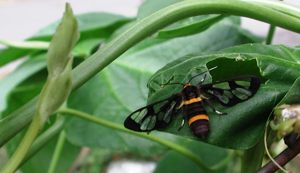 Handmaiden moth | Project Noah