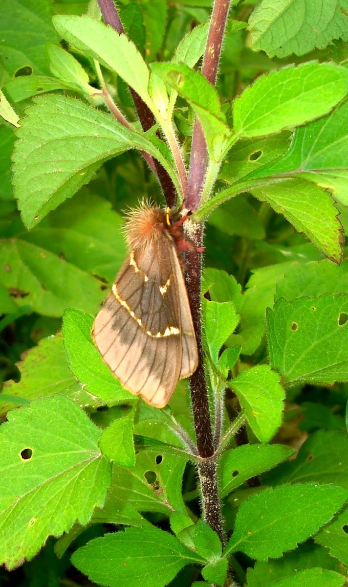 Buck Moth | Project Noah