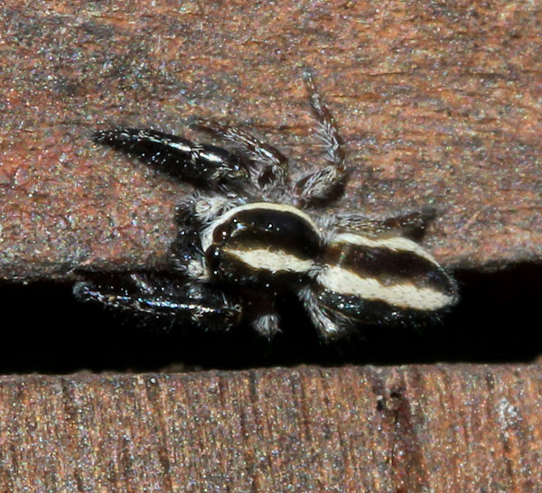 Pantropical jumping spider | Project Noah