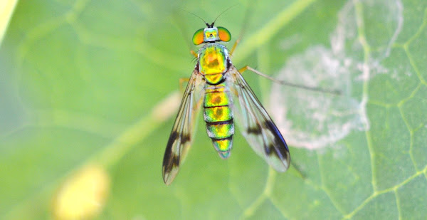 Long legged fly | Project Noah