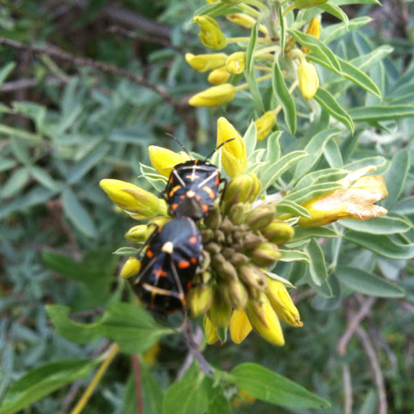 Harlequin cabbage bug | Project Noah