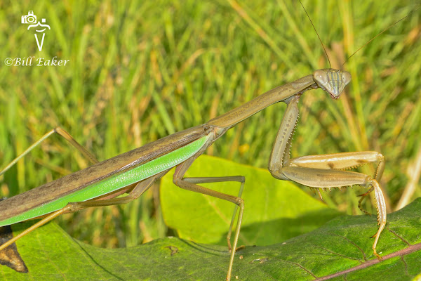 Chinese Mantis | Project Noah