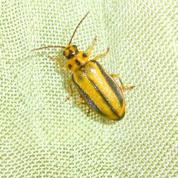 Elm Leaf Beetle | Project Noah