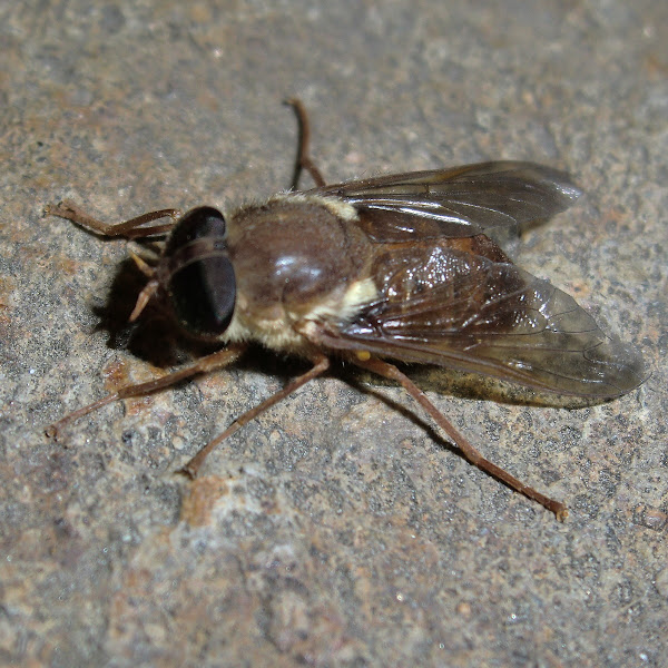 Tabanid fly | Project Noah