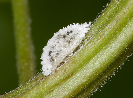 Paraguay Insect | Project Noah