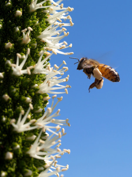 Western Bee | Project Noah