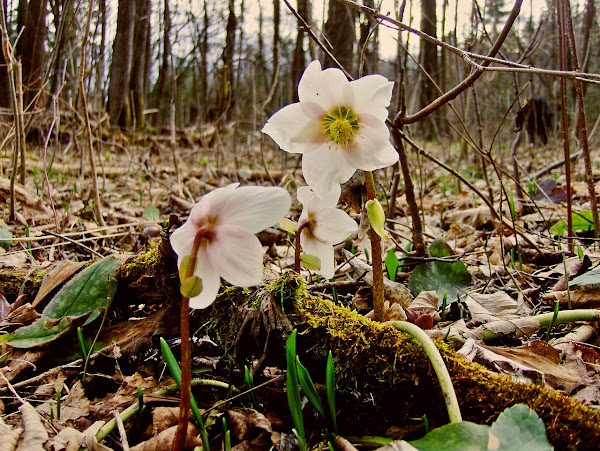 Black hellebore/Črni teloh | Project Noah