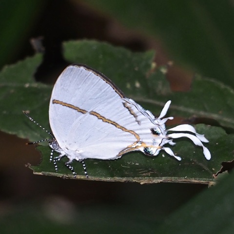 Common False Head | Project Noah