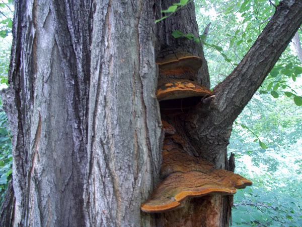 Cracked-cap polypore | Project Noah