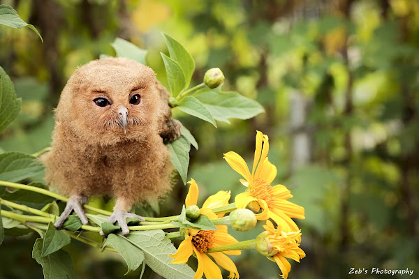 Philippine Scops Owl | Project Noah