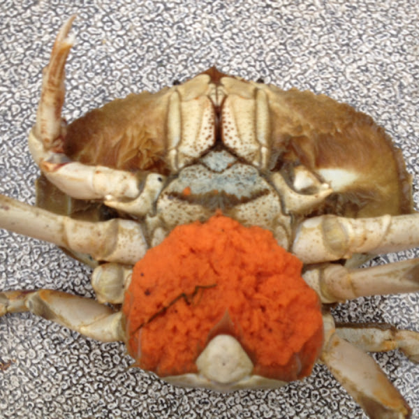 Dungeness crab | Project Noah