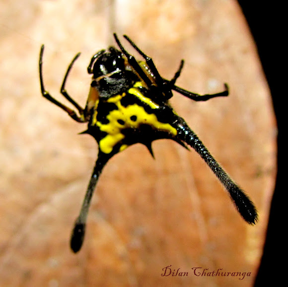 Horned Orb-weaver Spider | Project Noah