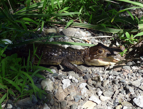 Spectacled Caiman - Babillo | Project Noah