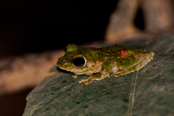 Frilled Tree Frog | Project Noah