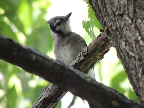 Blue Jay | Project Noah